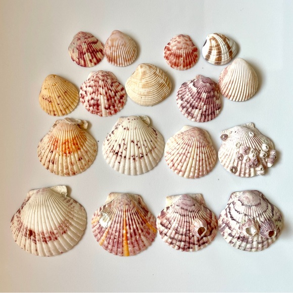 Other | Unique Scallop Seashell Collection From Sanibel Island | Poshmark